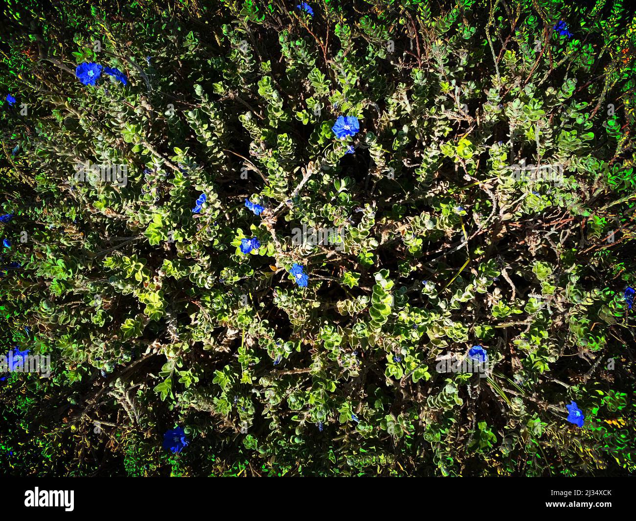 a sun shining bright green hedge garden shrubbery evergreen bush ...