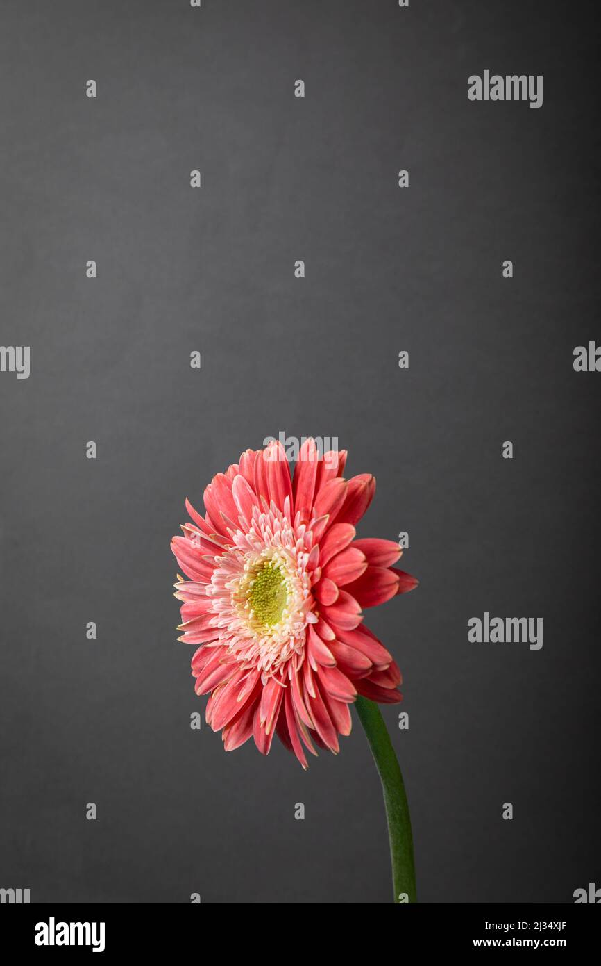 Orange gerbera daisy flower hi-res stock photography and images - Alamy