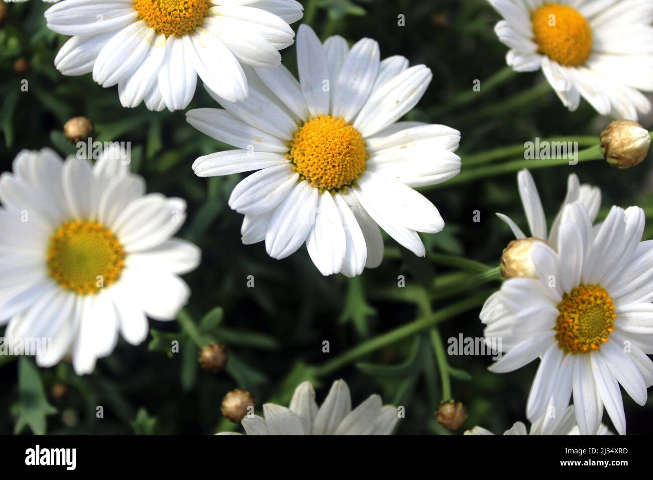 Daisyphoto hi-res stock photography and images - Alamy
