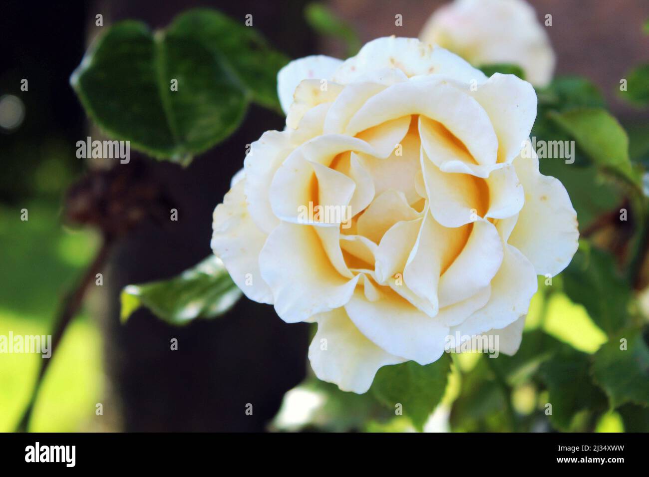 Photoofroses hi-res stock photography and images - Alamy