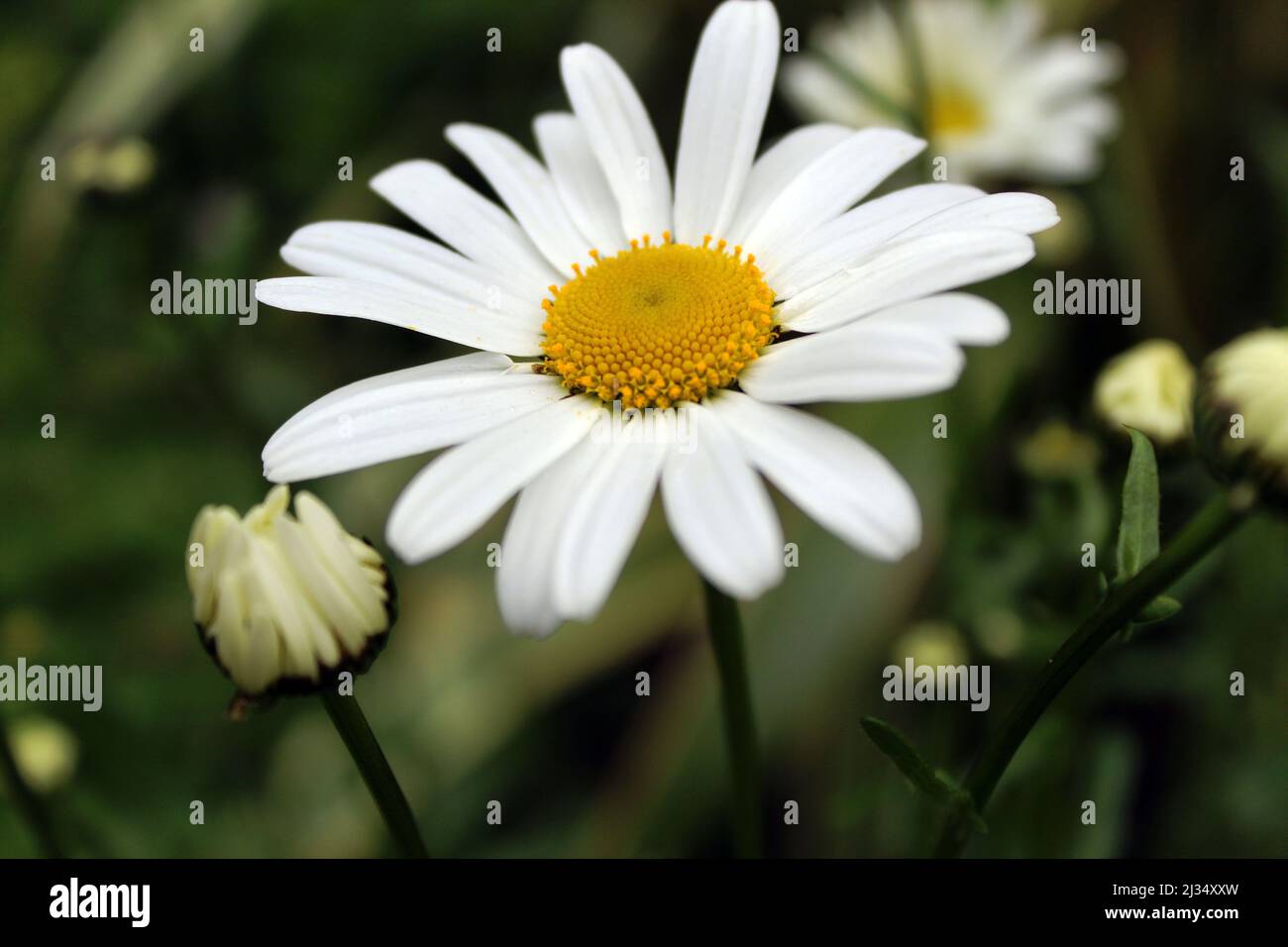Daisyphoto hi-res stock photography and images - Alamy