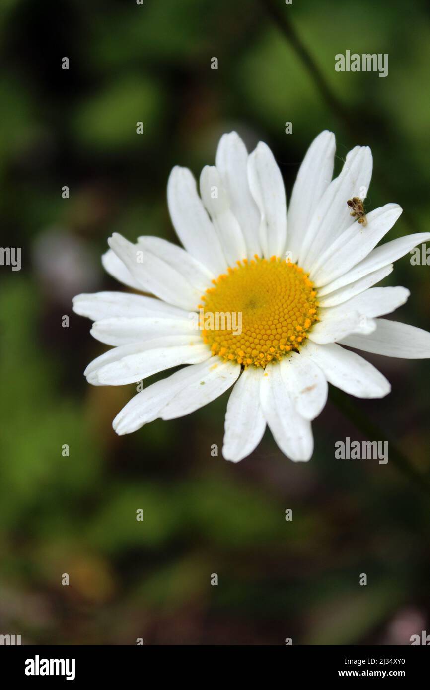 Daisyphoto hi-res stock photography and images - Alamy