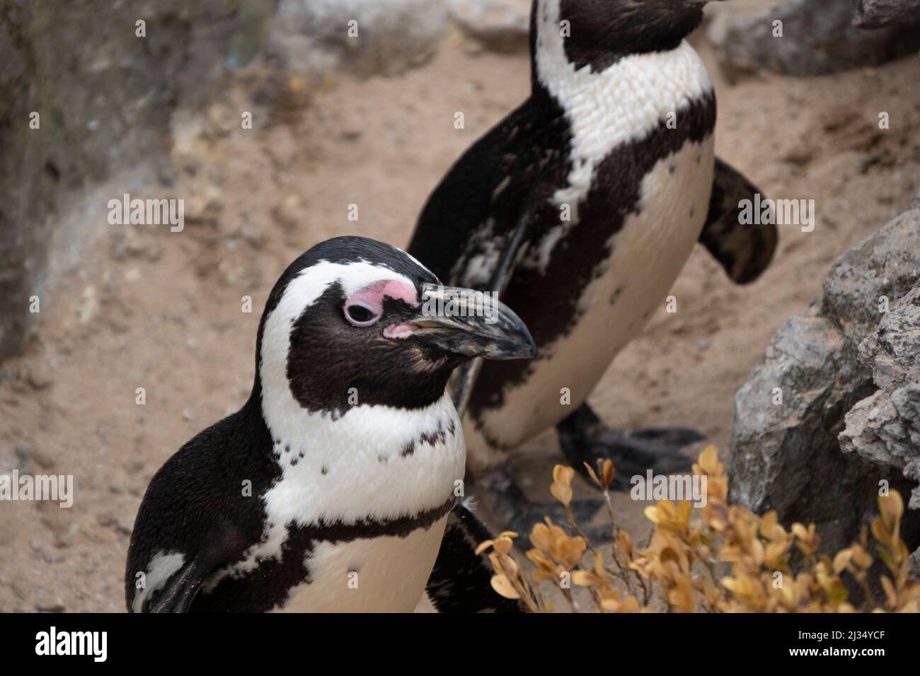 The smallest species of penguin hi-res stock photography and images - Alamy