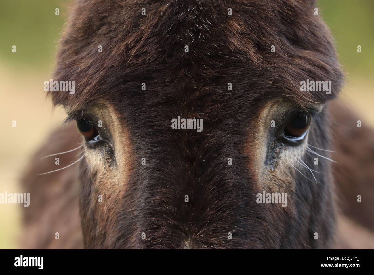 A closeup of a furry brown donkey's face with sad eyes in Getxo, Basque ...
