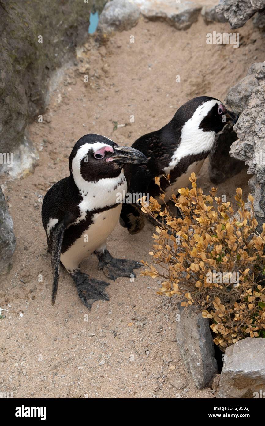 Magdalena Peninsula, Santander, Spain two penguins Stock Photo - Alamy