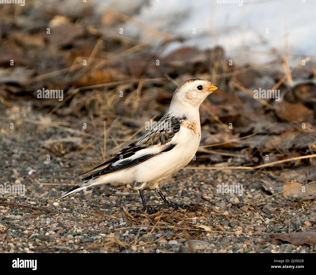 Snow bunting bird close-up, foraging for food with a blur brown leaves ...