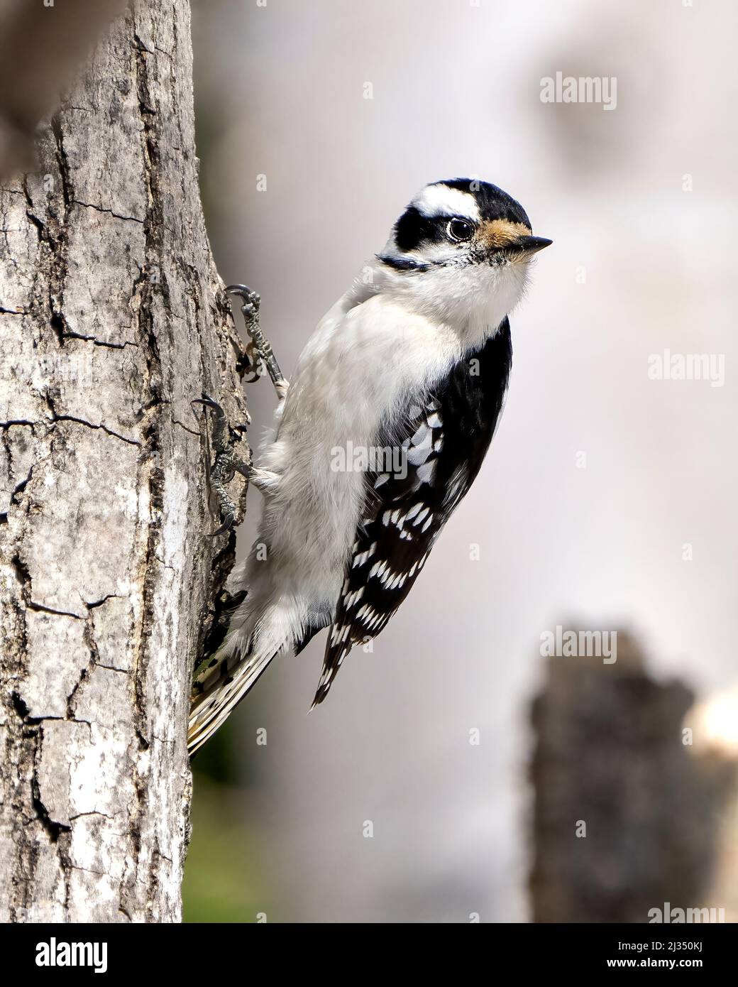 Downy Woodpecker male on a tree trunk with a blur background in its ...
