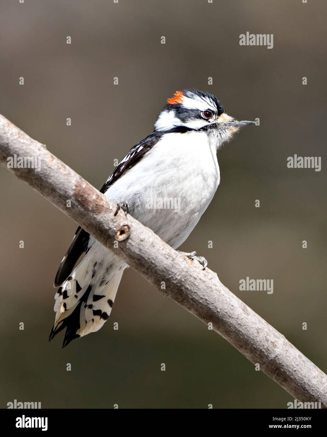 Downy Woodpecker male perched a branch with a blur background in its ...