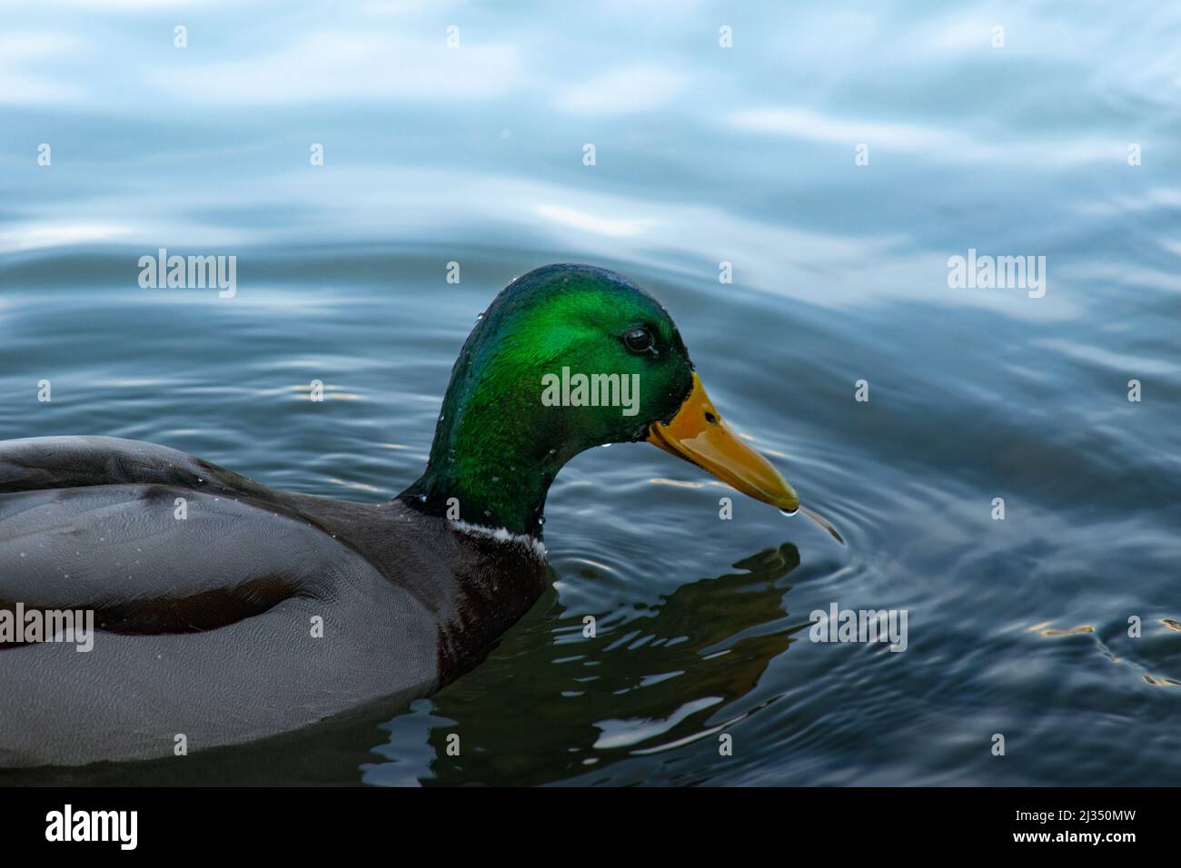 A mallard duck floating in the lake Stock Photo - Alamy