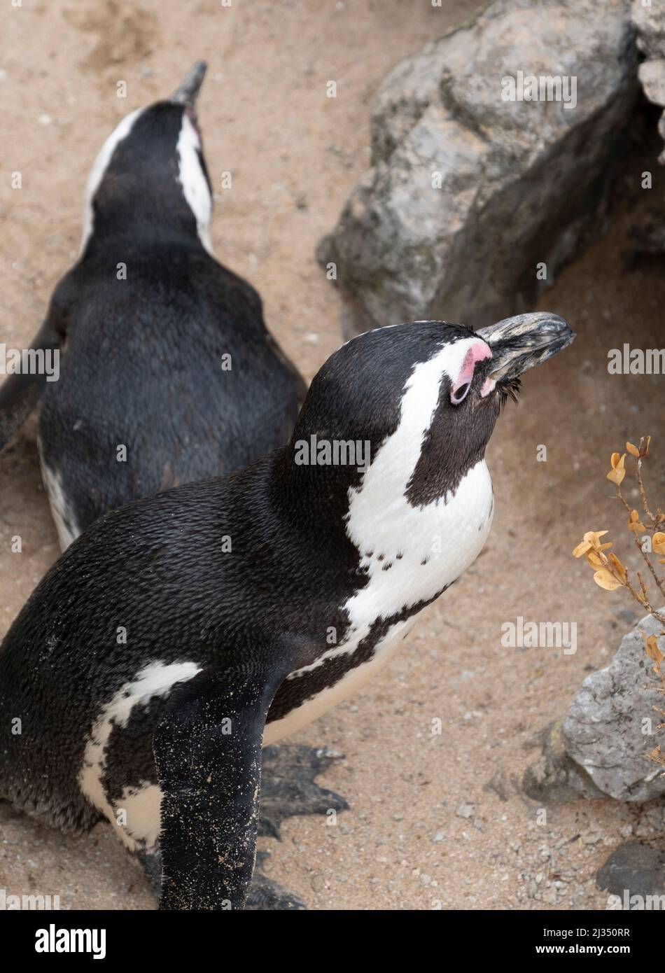 The smallest species of penguin hi-res stock photography and images - Alamy