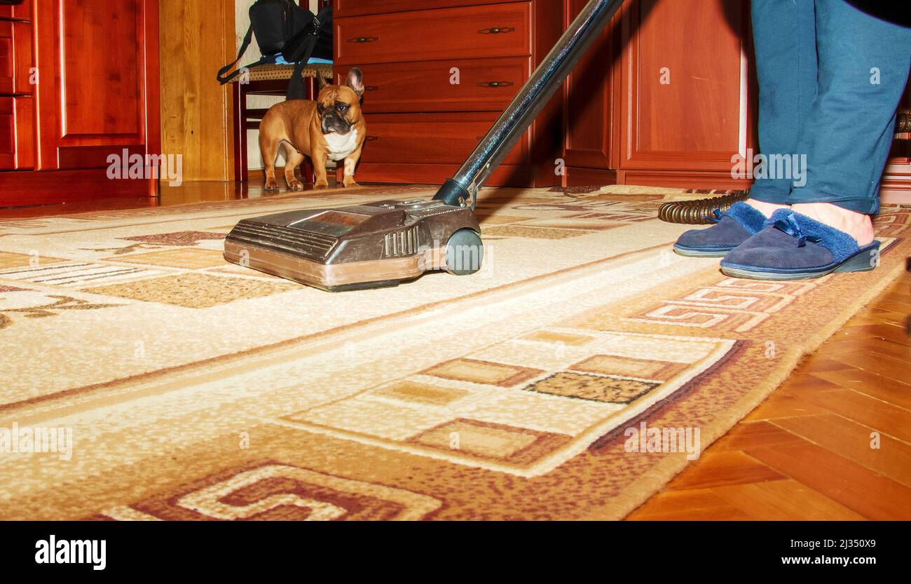 Owner cute dog cleaning hi-res stock photography and images - Alamy