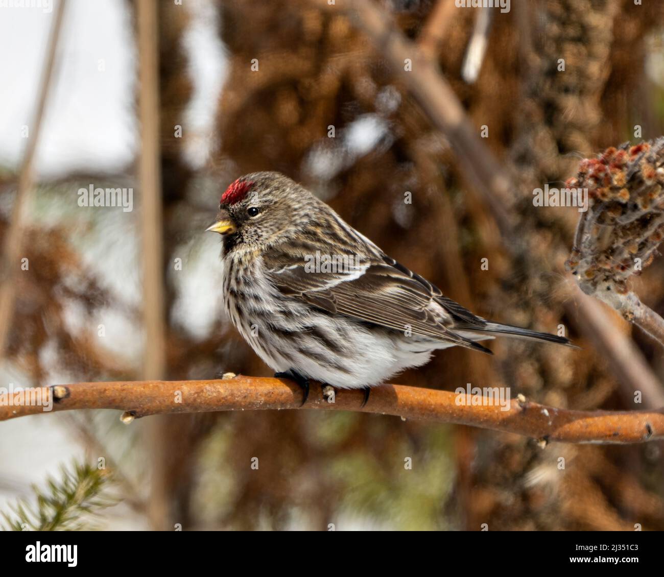 Red poll close-up profile view, perched on a branch with blur ...