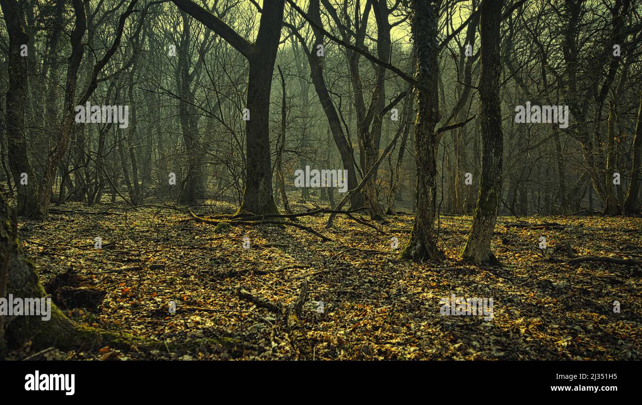A beautiful view of a forest with many trees at sunset in Slovakia ...