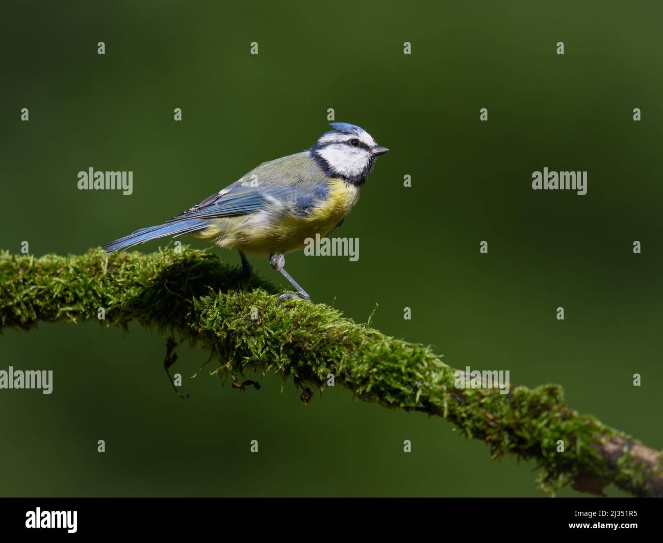 A beautiful shot of a small bird standing on branch with blurred ...