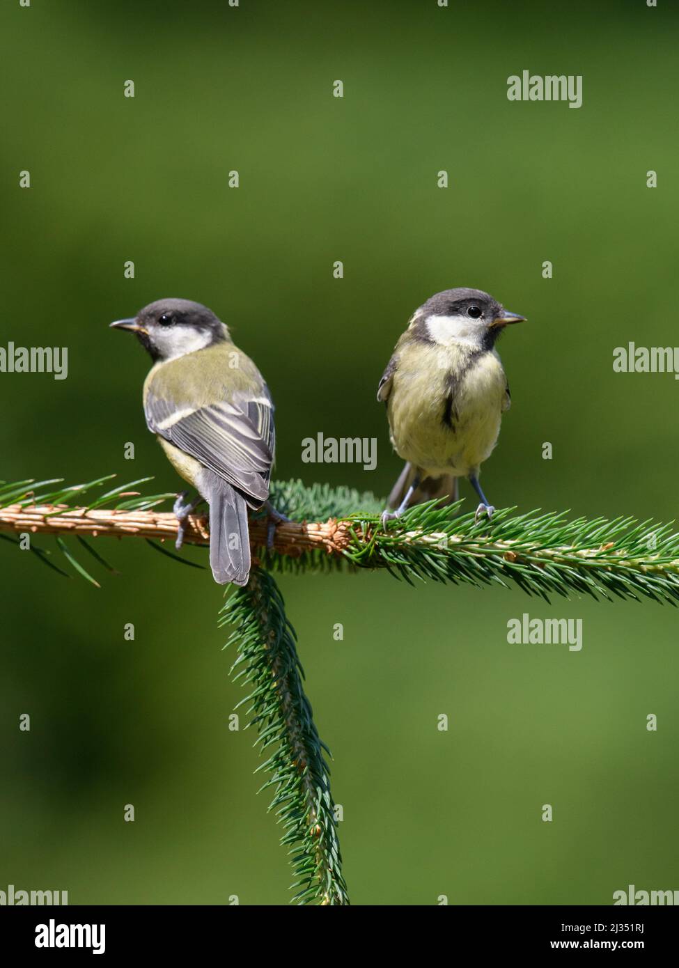 A beautiful shot of two small birds standing on plant with blurred ...