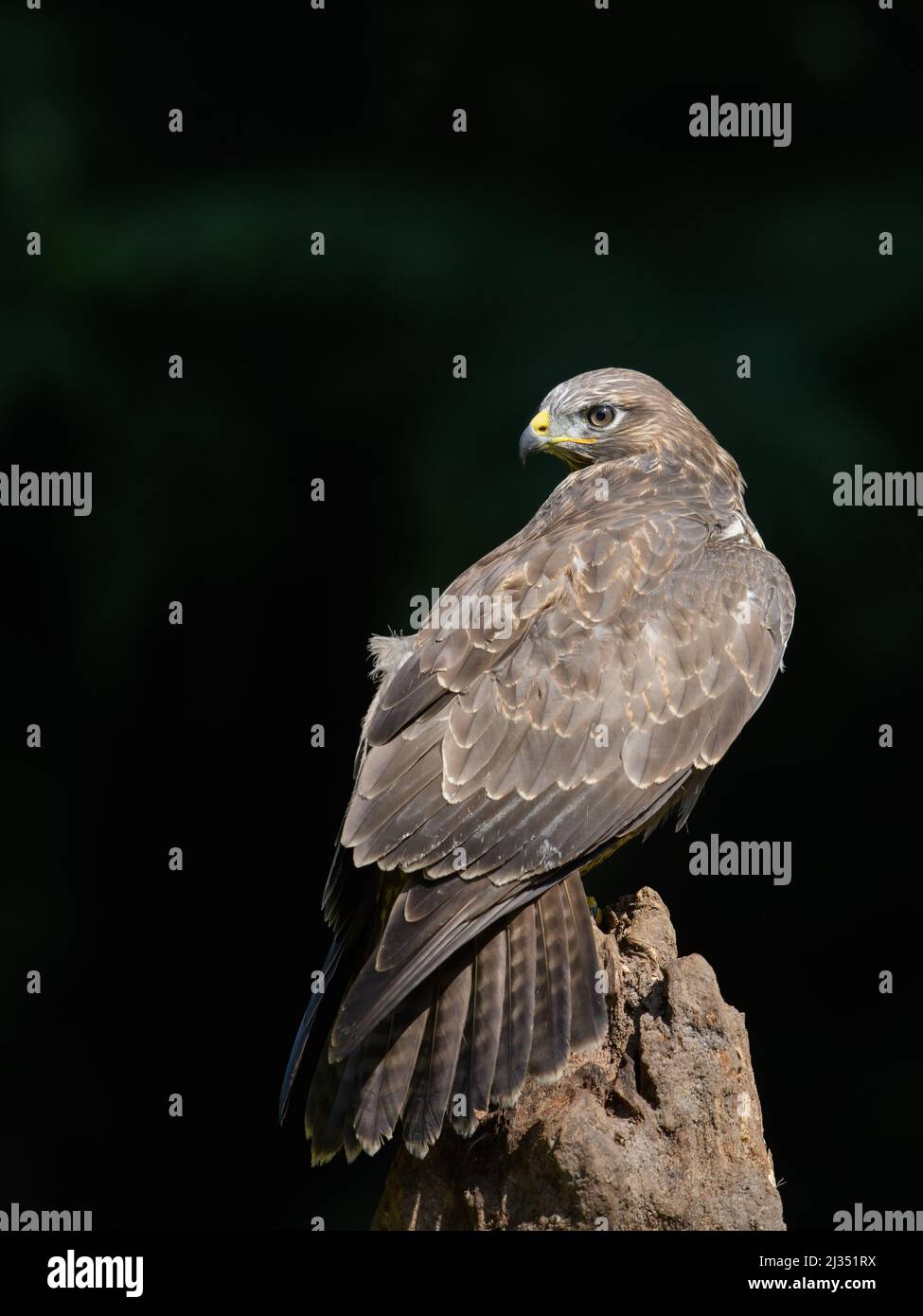 A beautiful shot of hawk standing on branch and blurred background ...