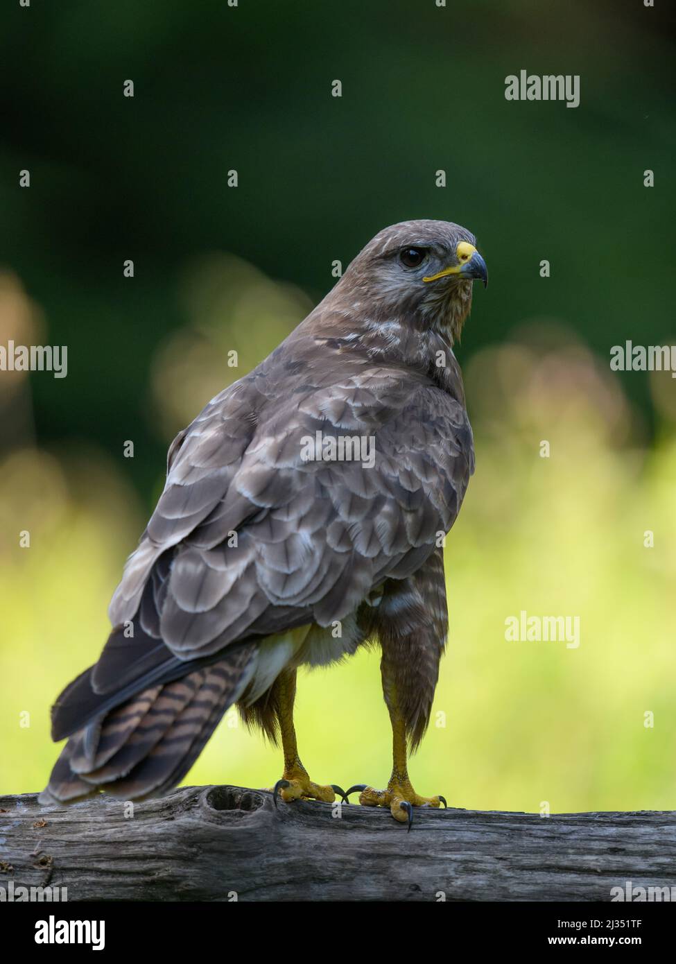 A beautiful shot of hawk standing on tree and looking with bokeh ...