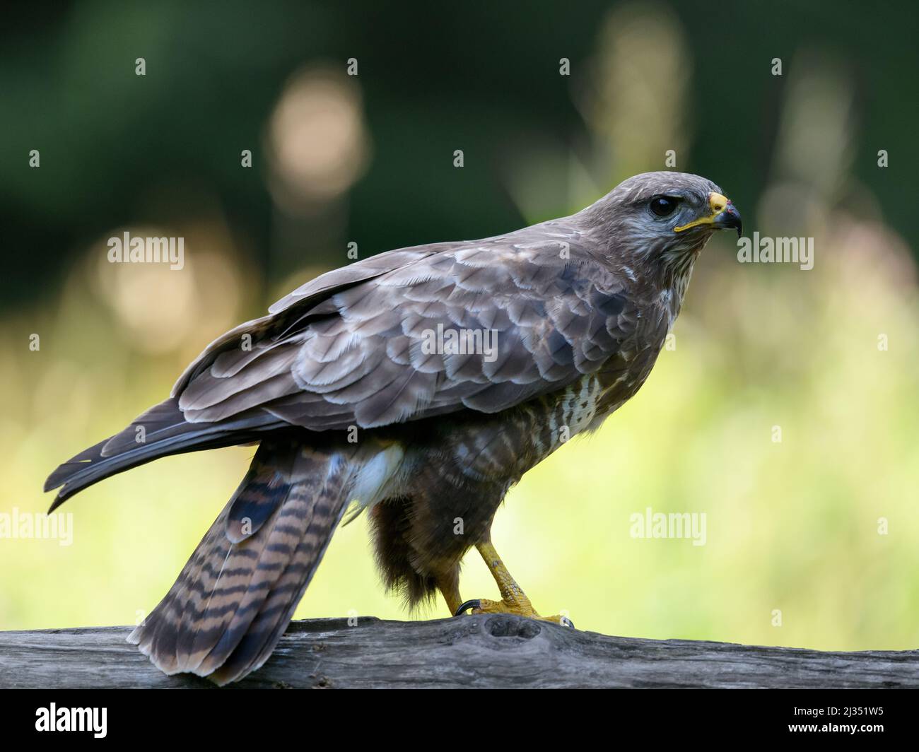 A beautiful shot of hawk standing on branch and bokeh background Stock ...