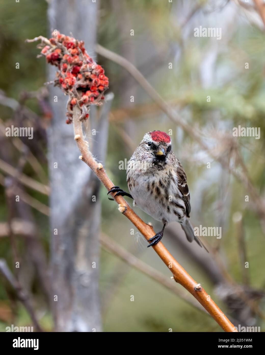 Red poll close-up profile view, perched on a stag horn branch with blur ...