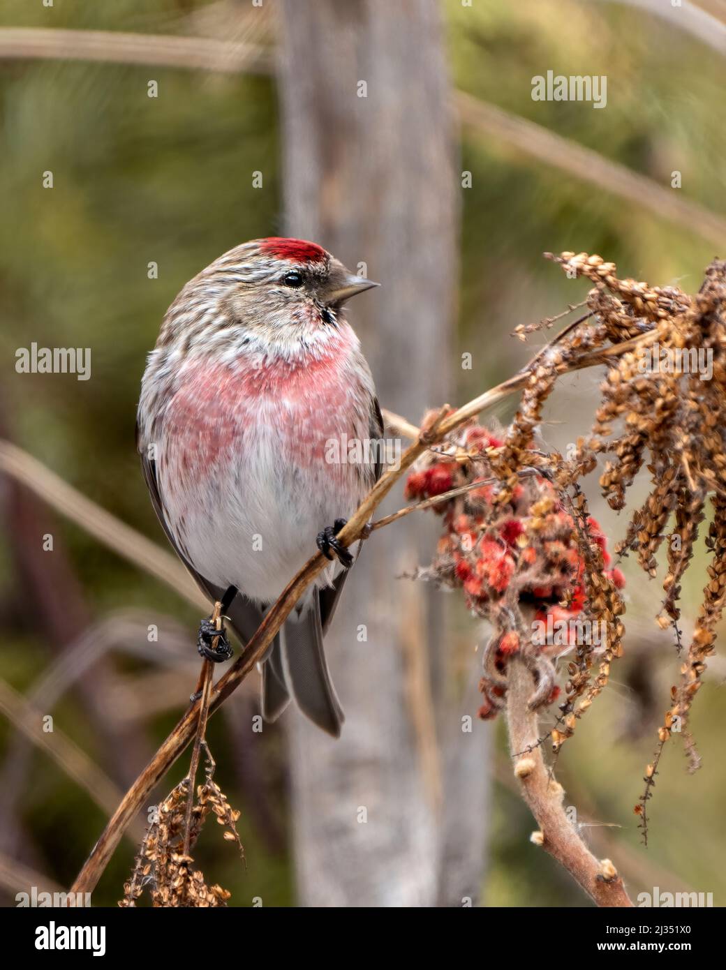 Red poll close-up profile view, perched on a branch with blur ...
