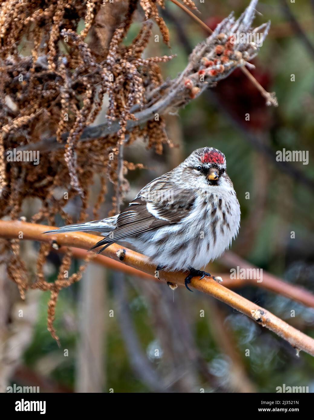Red poll perched on a branch and looking at camera with blur background ...
