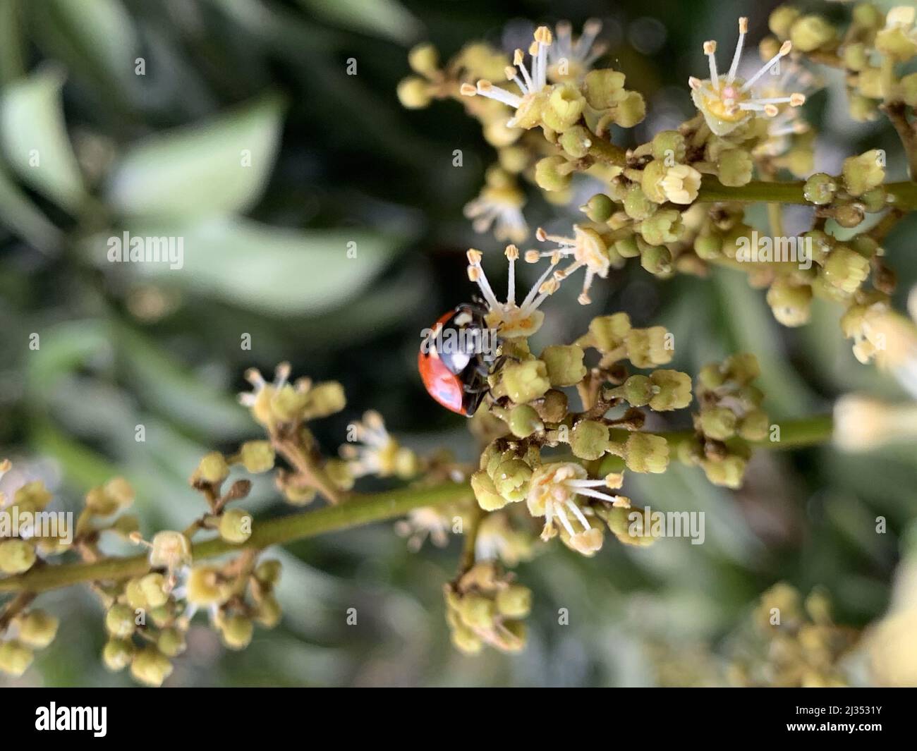 A vertical shot of a ladybug (Coccinellidae) on the blloming branch of ...