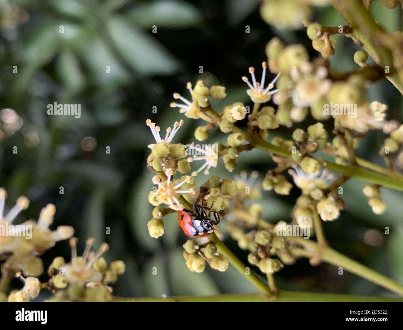 A vertical shot of a ladybug (Coccinellidae) on the blloming branch of ...