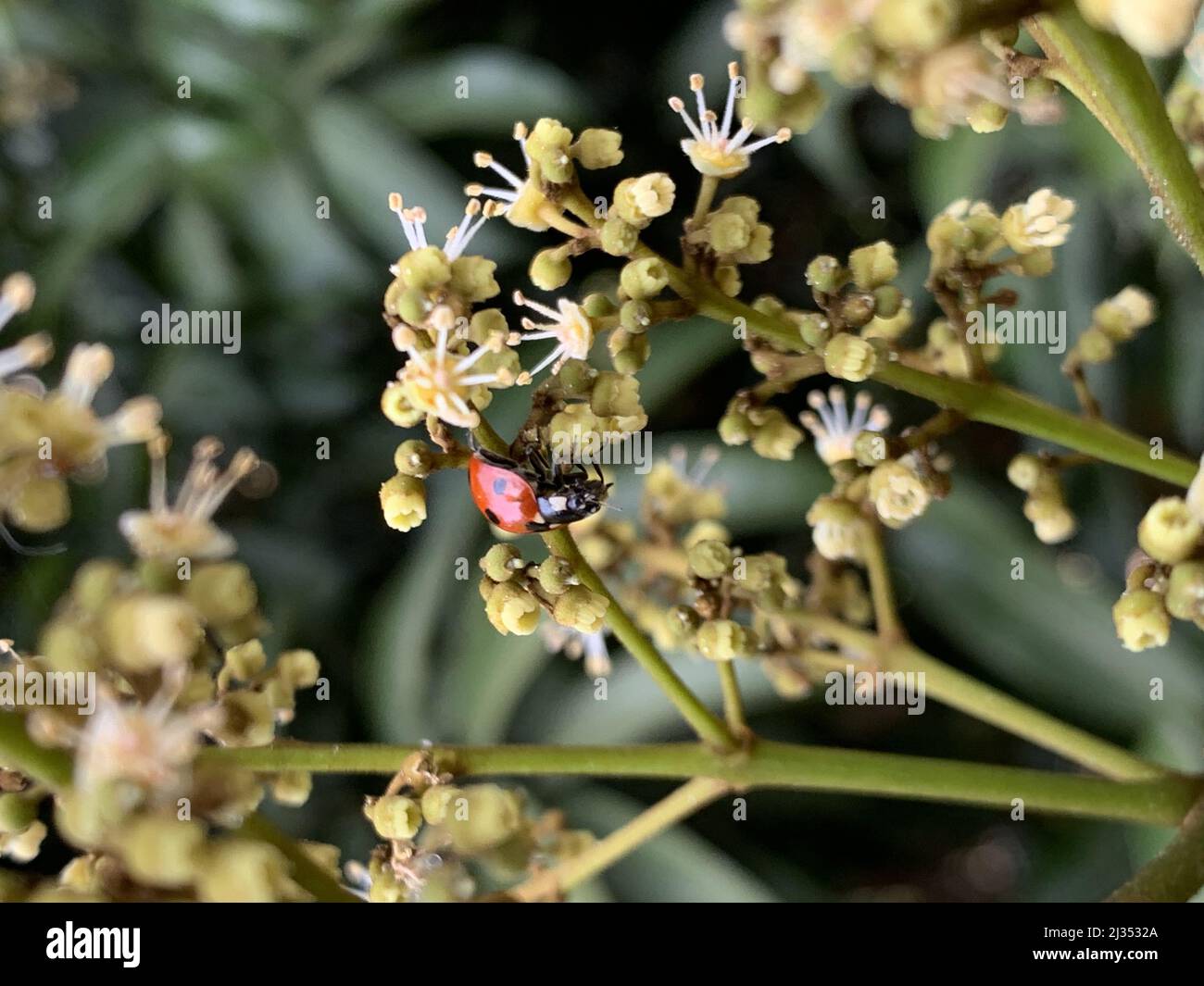 A vertical shot of a ladybug (Coccinellidae) on the blloming branch of ...