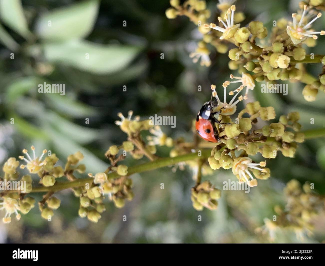 A vertical shot of a ladybug (Coccinellidae) on the blloming branch of ...