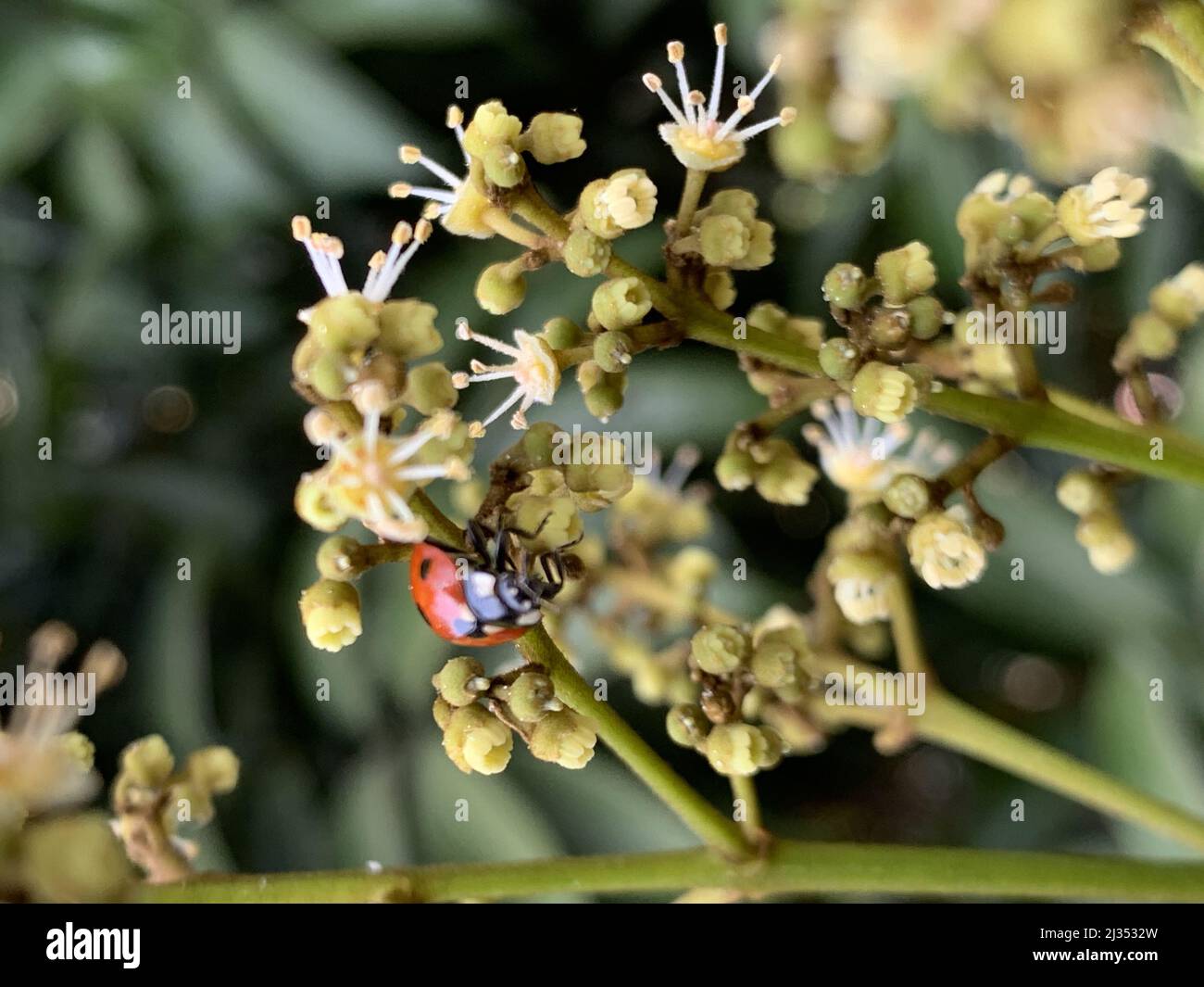 Wildflowers and ladybug hi-res stock photography and images - Alamy