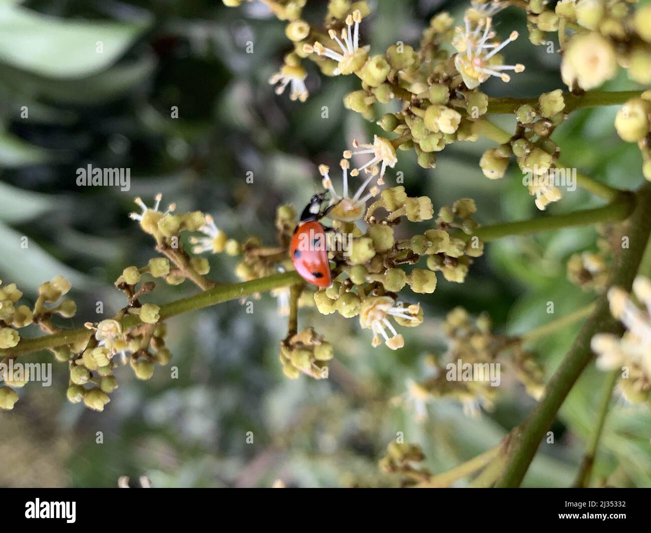A vertical shot of a ladybug (Coccinellidae) on the blloming branch of ...