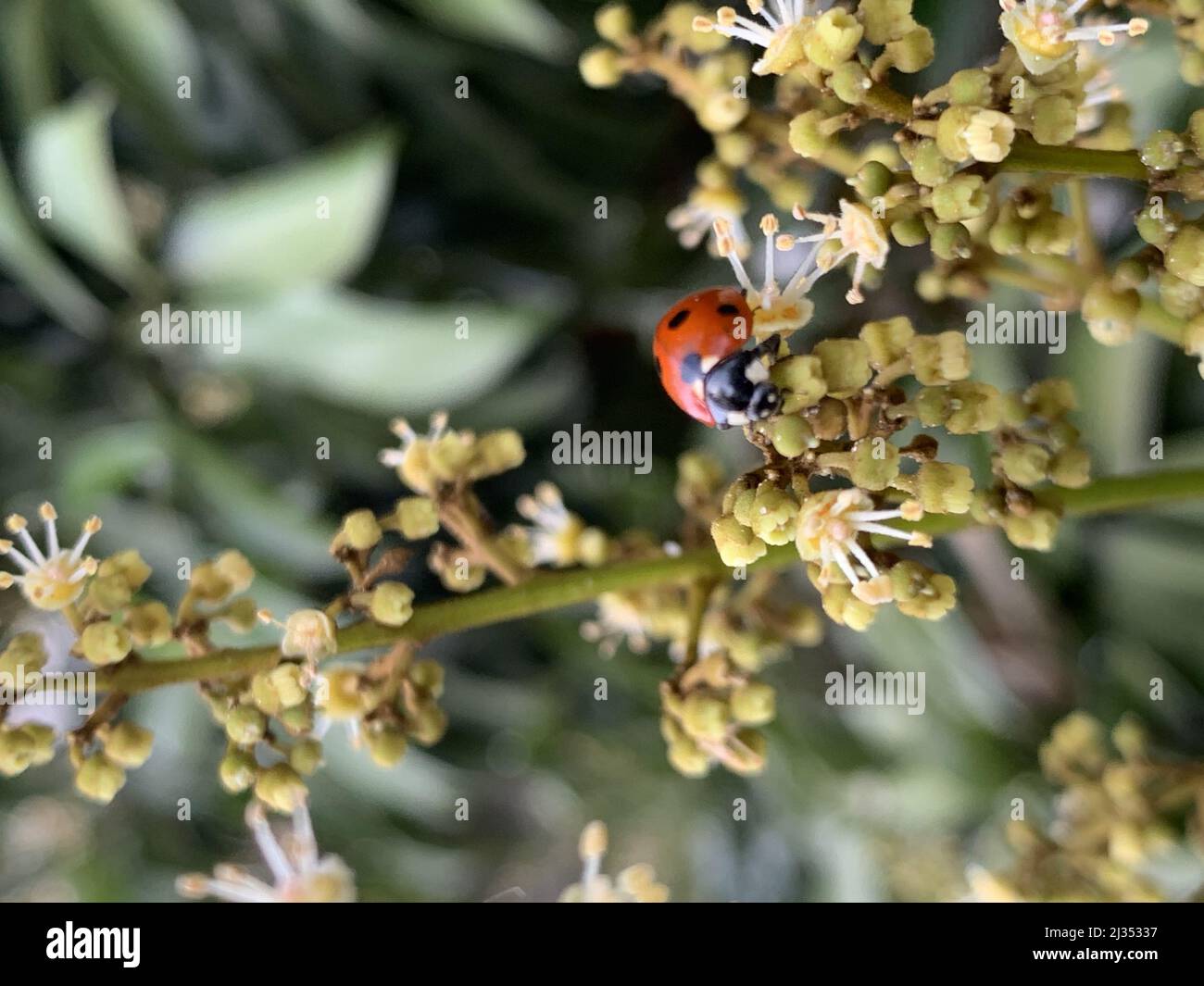 A vertical shot of a ladybug (Coccinellidae) on the blloming branch of ...