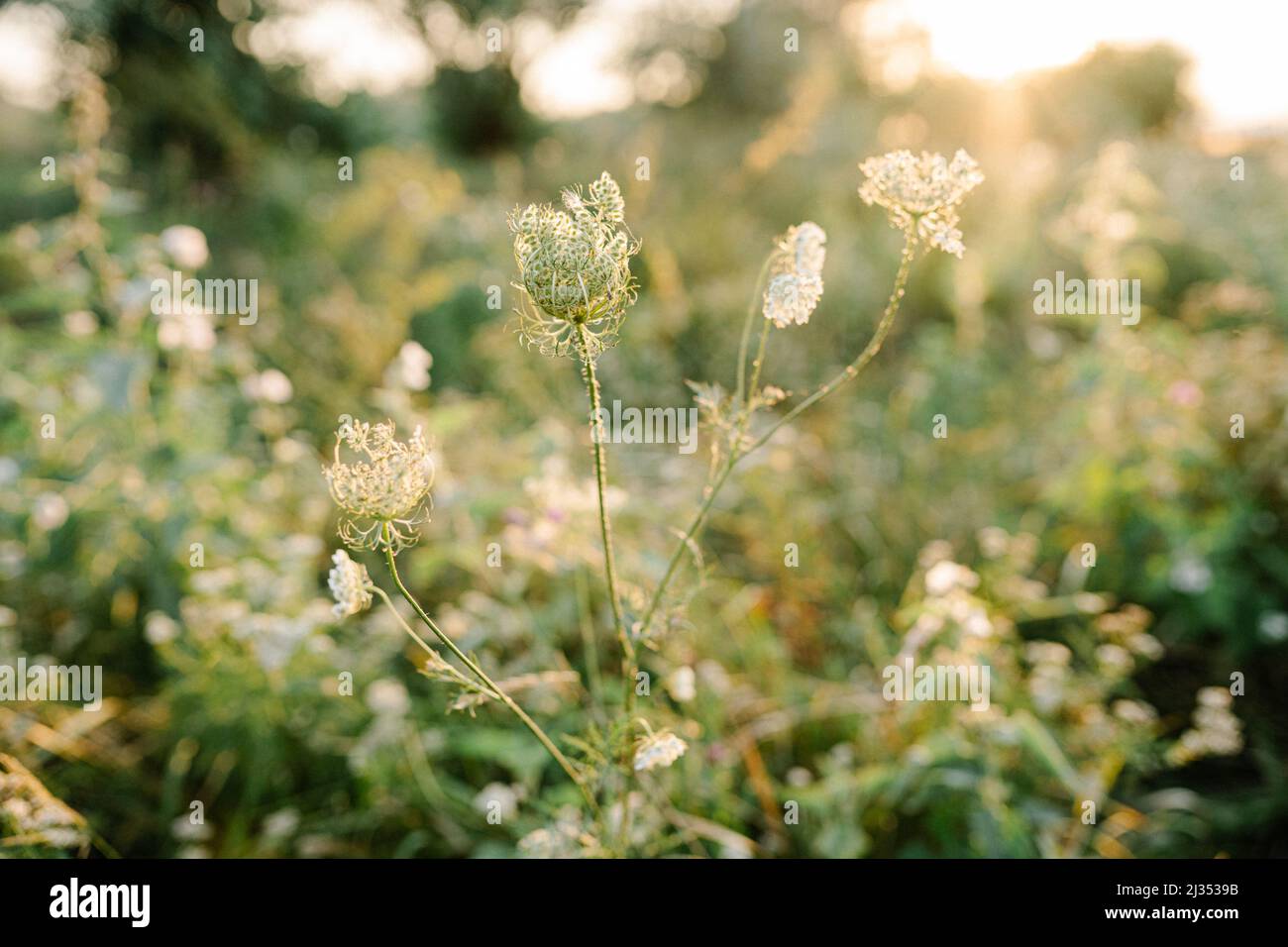 Field of queen lace hi-res stock photography and images - Alamy