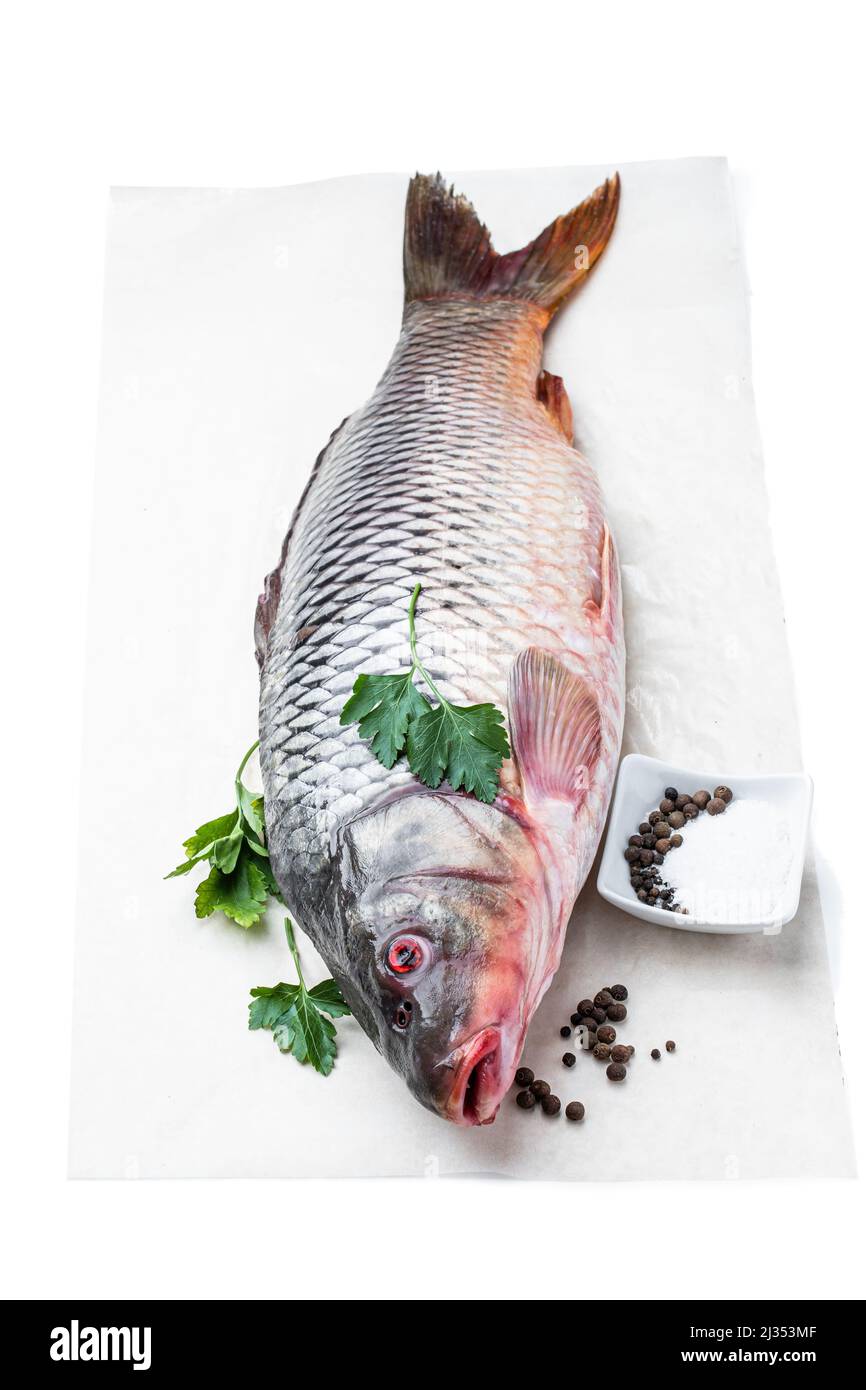 Freshwater common carp fish isolated on white Stock Photo - Alamy