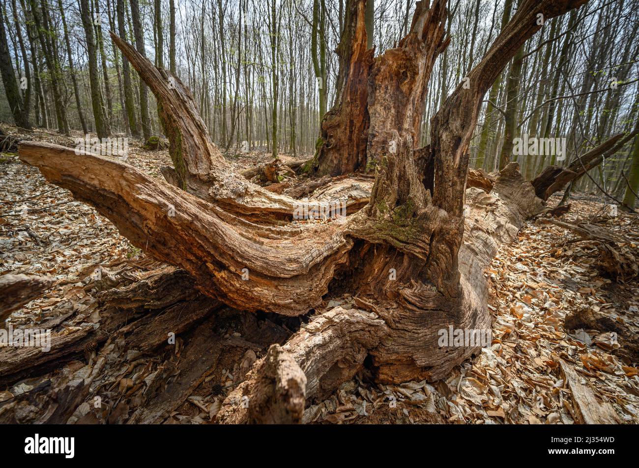 A dry tree in dense forest in Slovakia Stock Photo - Alamy