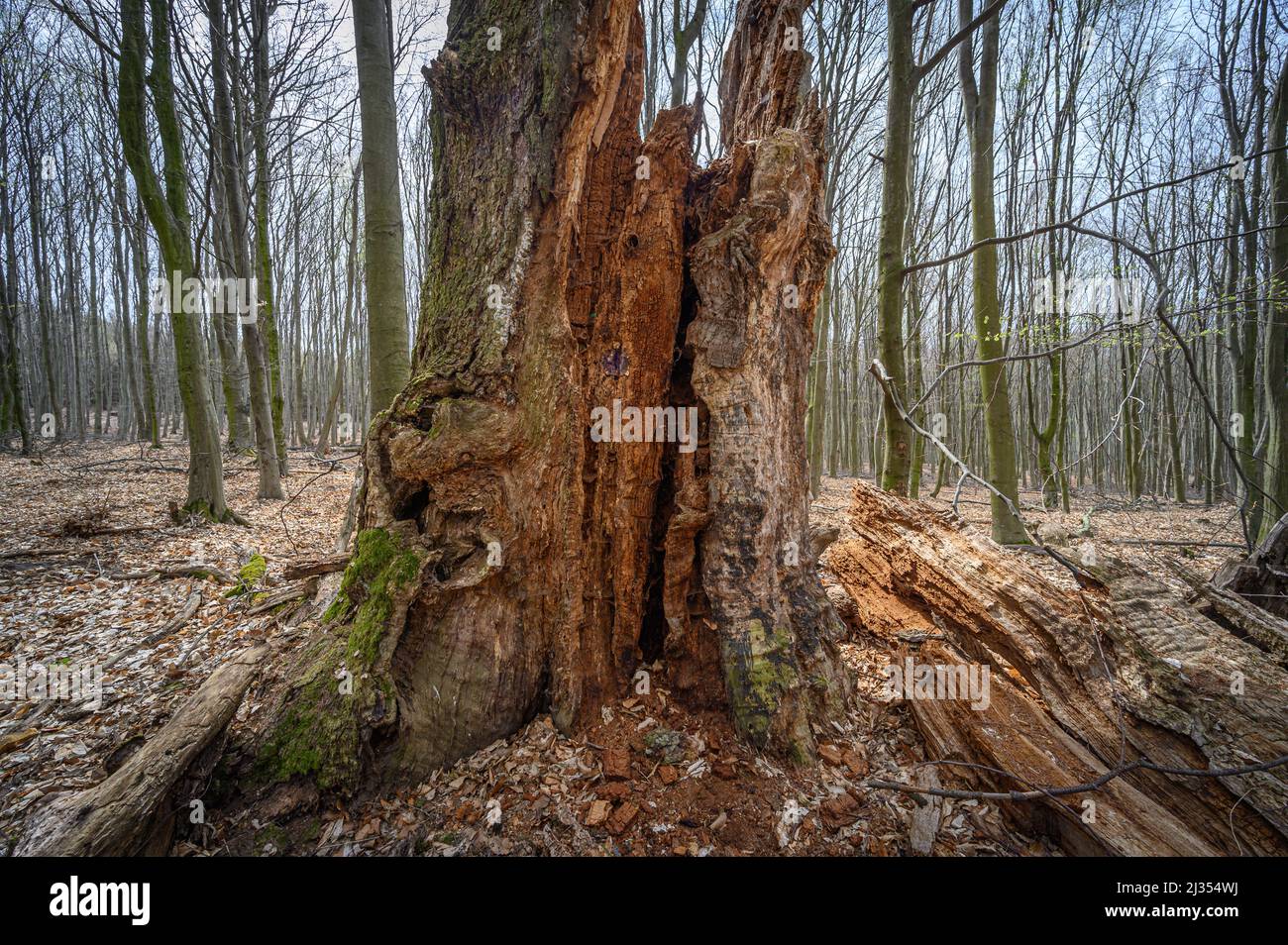 A dry tree in dense forest in Slovakia Stock Photo - Alamy