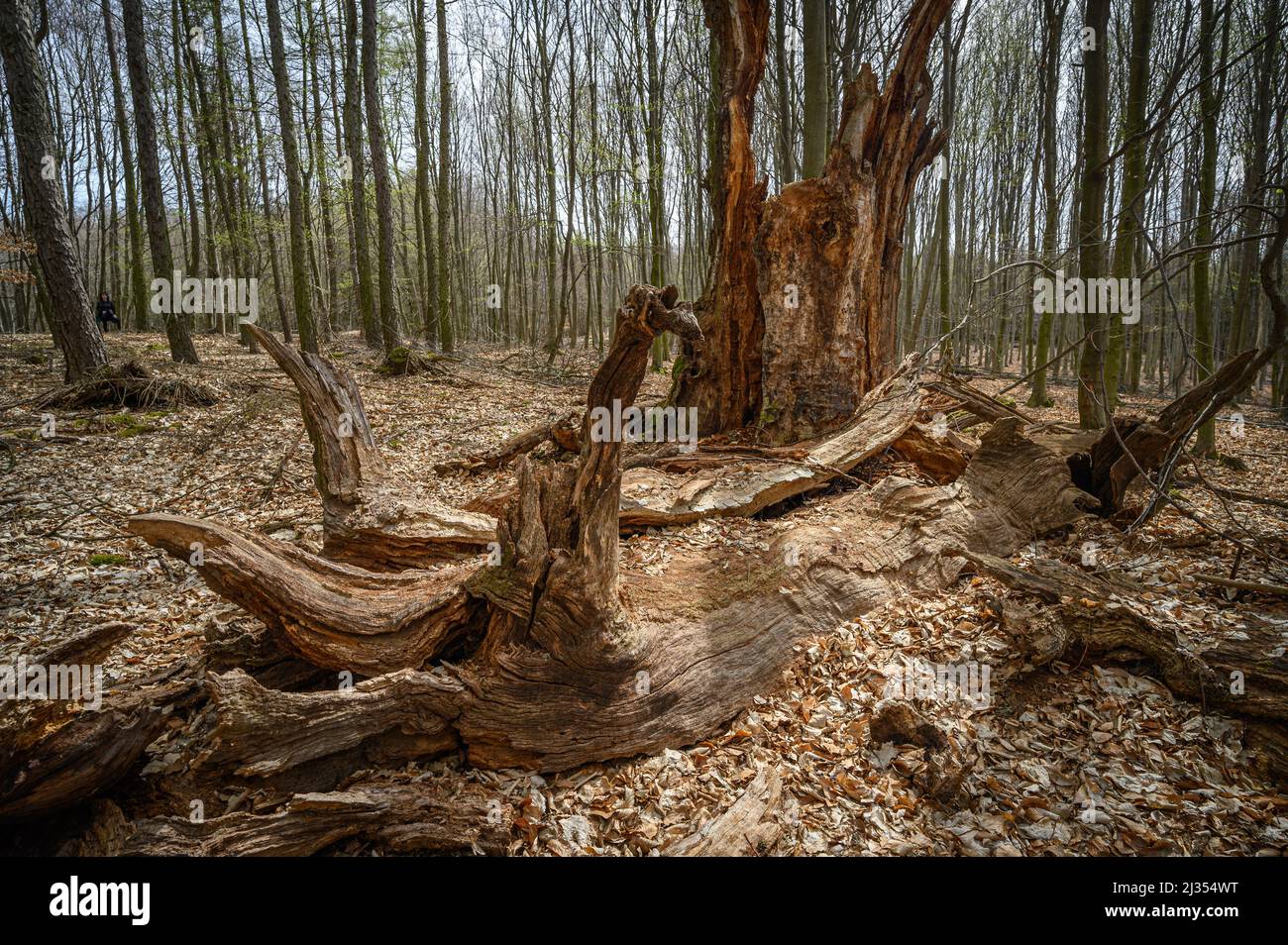 A dry tree in dense forest in Slovakia Stock Photo - Alamy