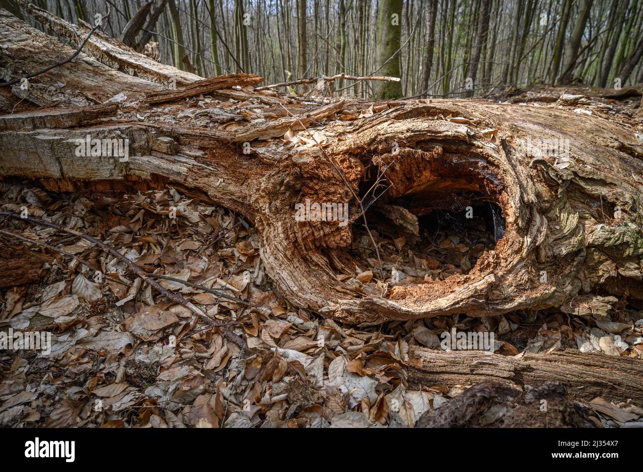 A dry tree in dense forest in Slovakia Stock Photo - Alamy