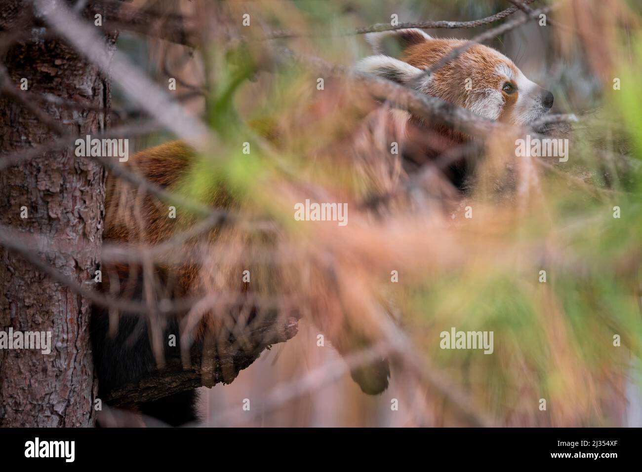 A red panda resting on a tree branch, partially hidden by limbs and ...