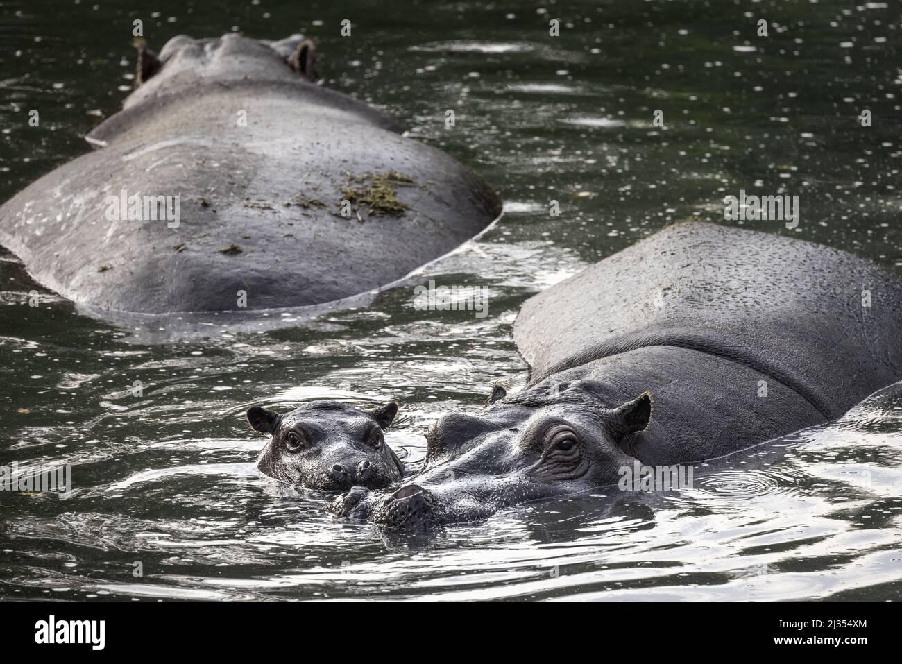 Close up portrait of mother and child hippo wading a pond together ...