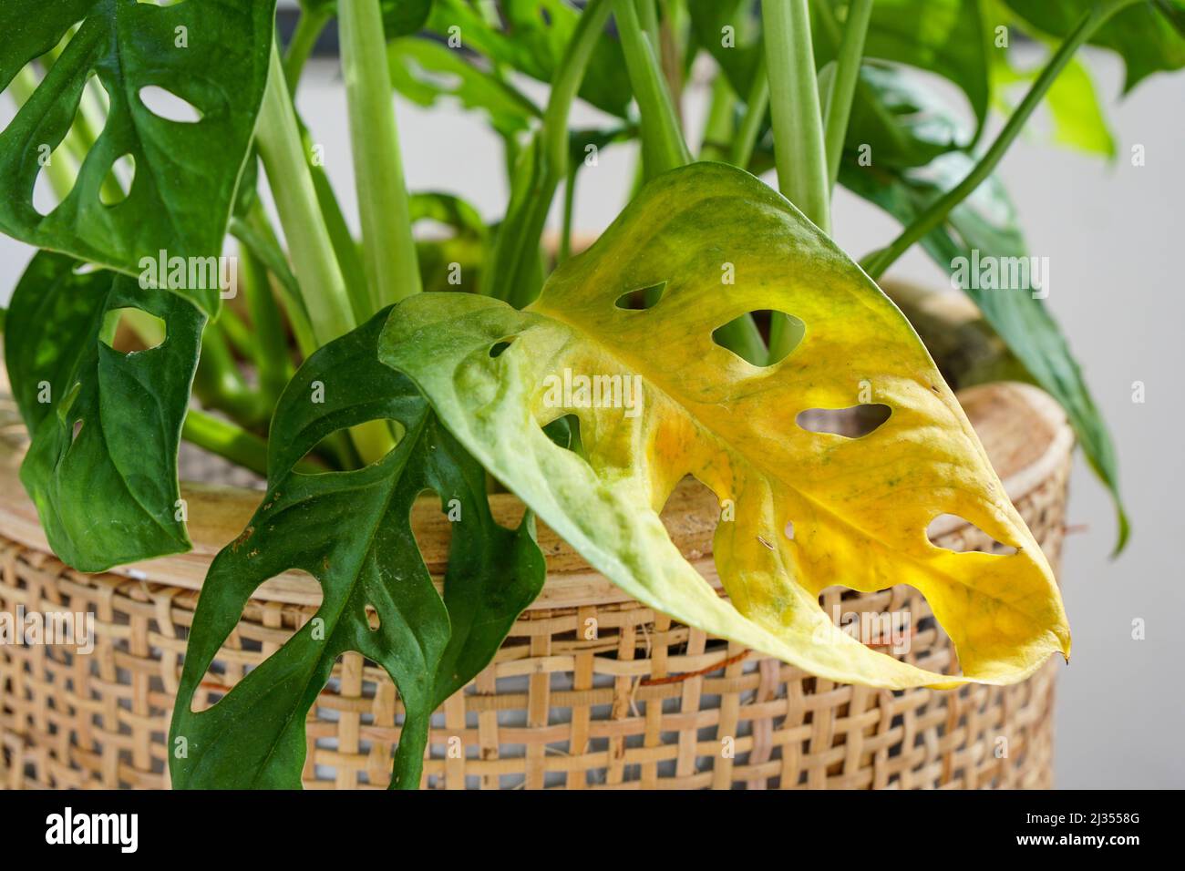 Overwatered monstera houseplant Stock Photo - Alamy
