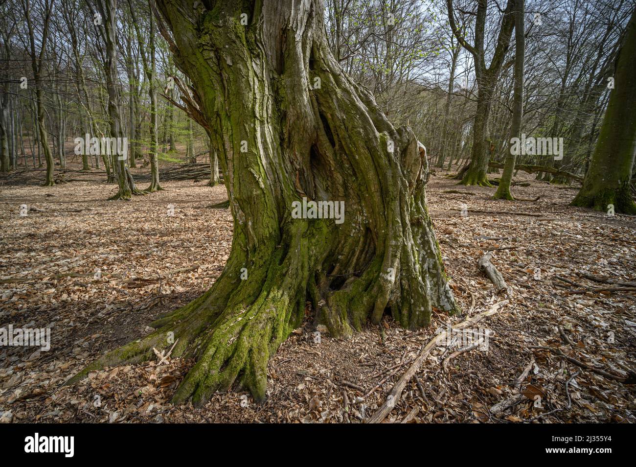 The mossy trees in the forest in Slovakia Stock Photo - Alamy