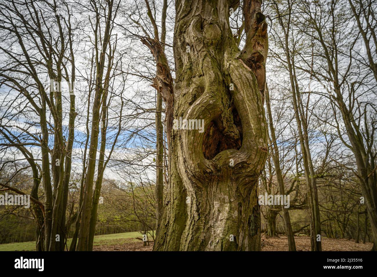 The autumn trees in the forest in Slovakia Stock Photo - Alamy