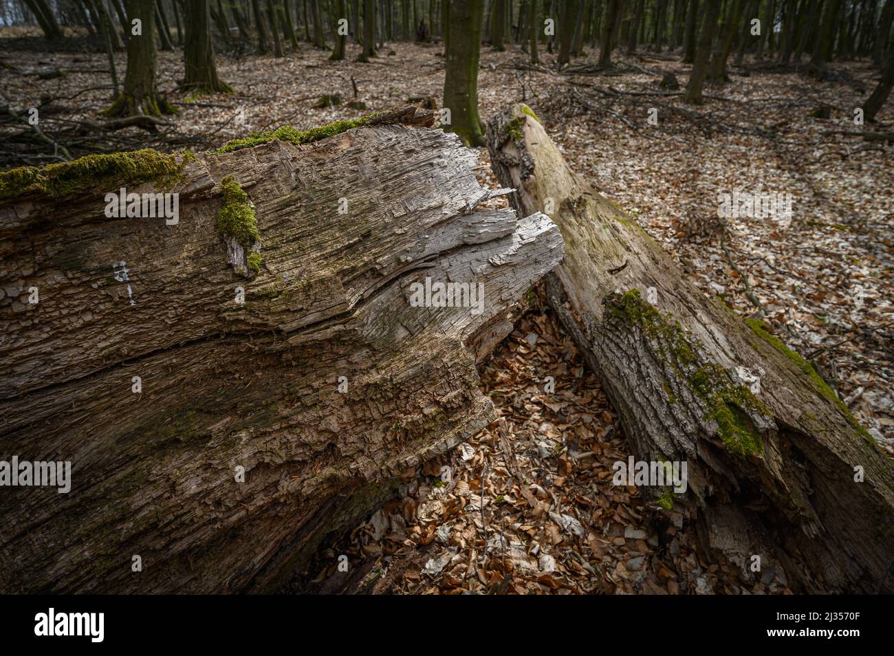 The natural beauties of Slovakia's forests Stock Photo - Alamy