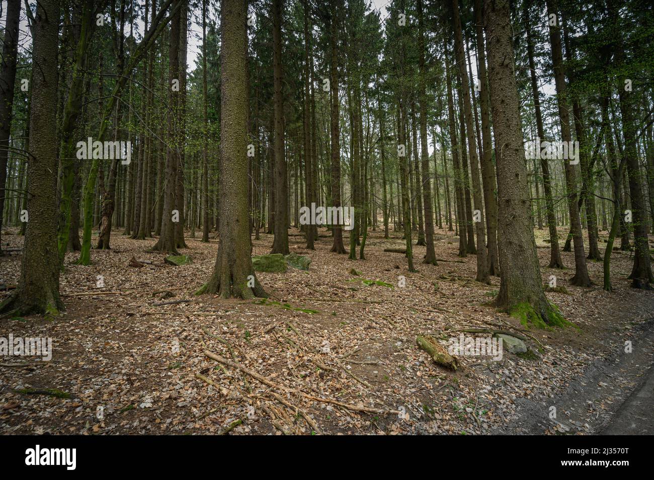 The natural beauties of Slovakia's forests Stock Photo - Alamy
