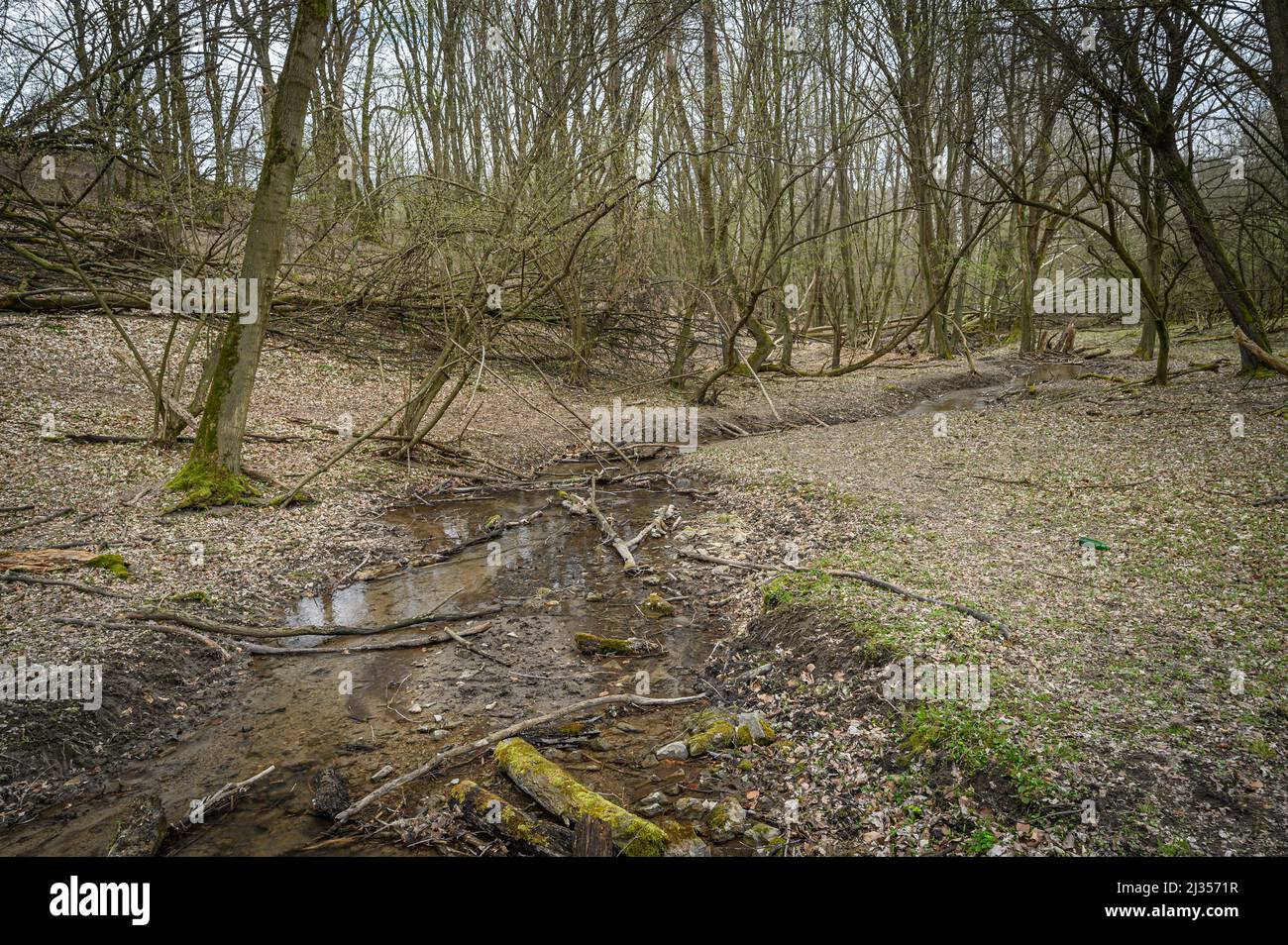 The natural beauties of Slovakia's forests Stock Photo - Alamy