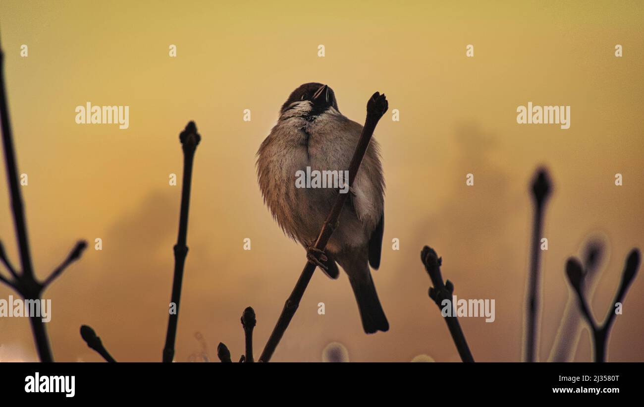 A low angle view of a tiny sparrow perched on the tree branch against ...