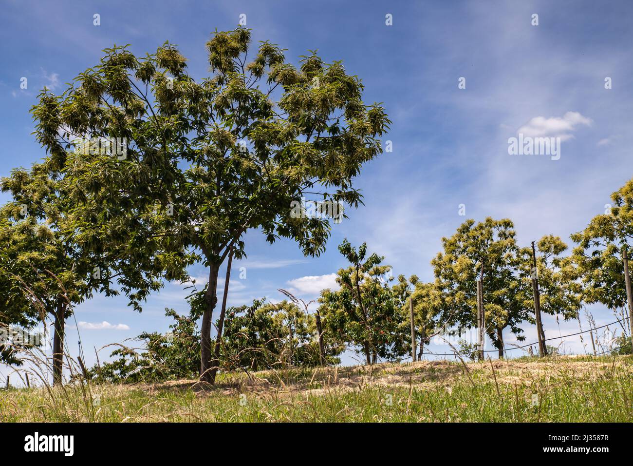 Chataignier hi-res stock photography and images - Alamy