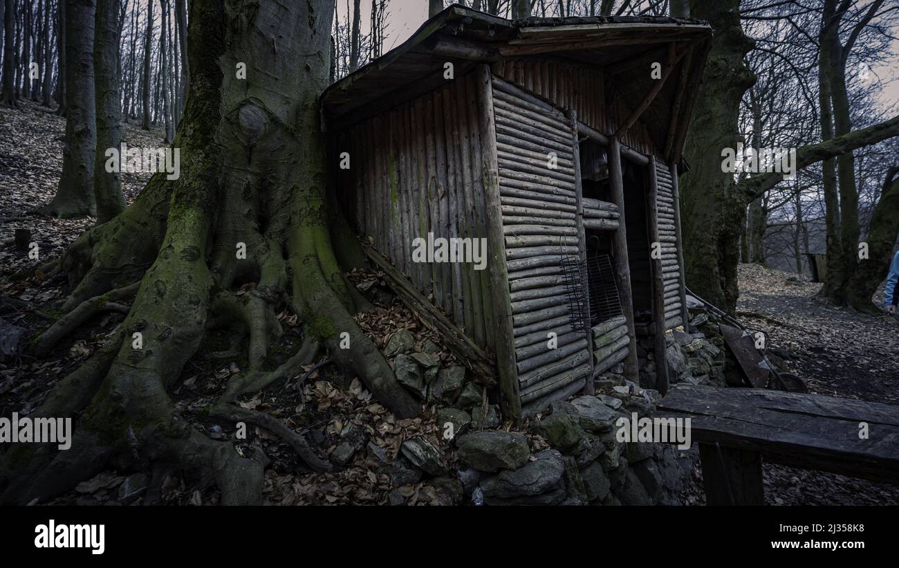 Small tree big roots hi-res stock photography and images - Alamy