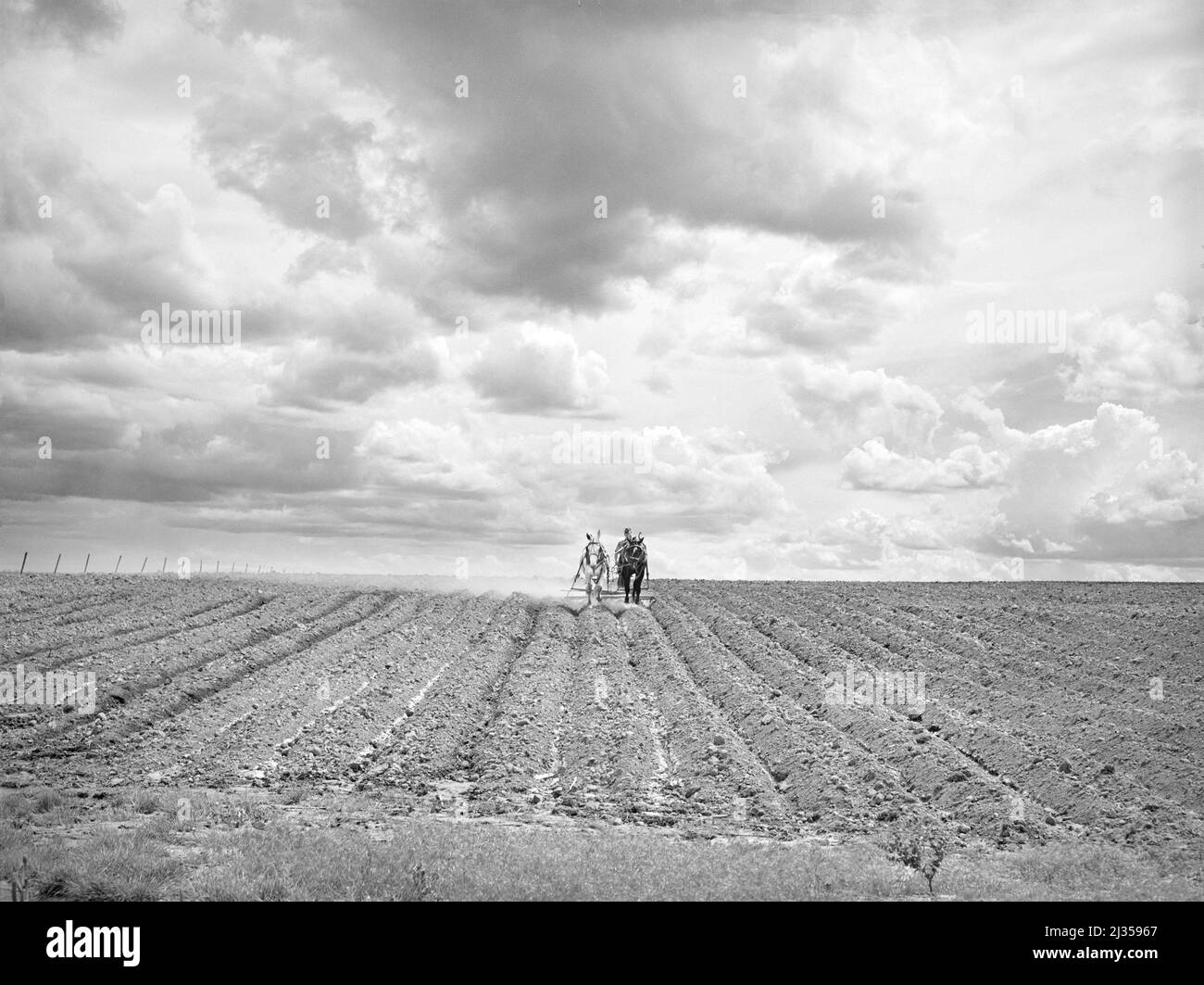 Dead farm animals Black and White Stock Photos & Images - Alamy